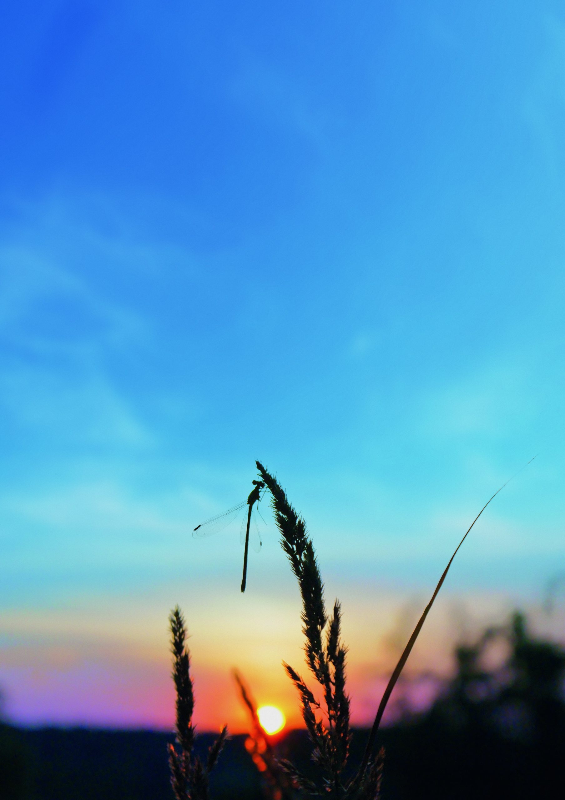 Chediston Place, Halesworth - Coming Soon | Hopkins Homes