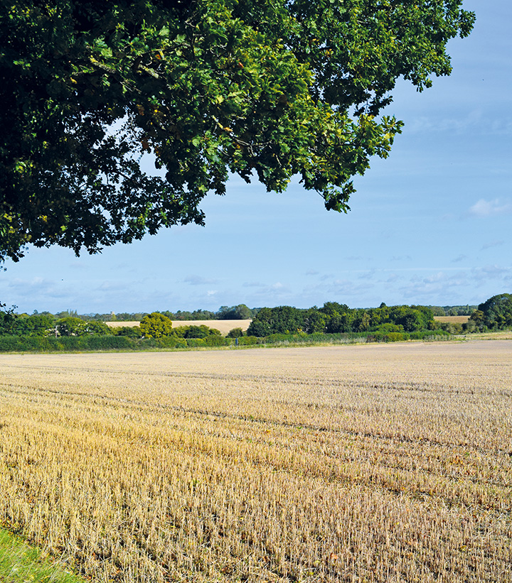 The Elms - New Homes in Woolpit, Suffolk | Hopkins Homes